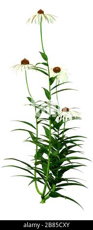 3D rendering of cone flowers isolated on white background Stock Photo ...