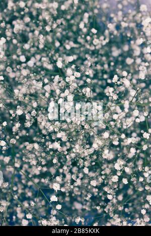 A closeup of small white Baby's-breath flowers, Gypsophila on a yellow ...