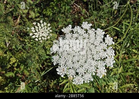 Daucus carota plant with white leaves Stock Photo - Alamy