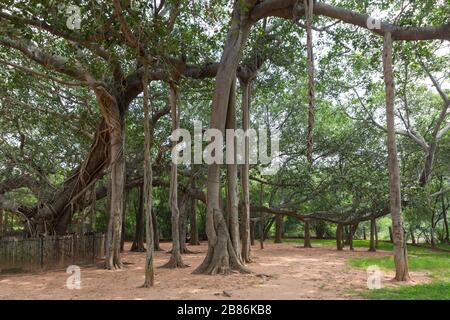 The famous Banyan Tree in Auroville, India Stock Photo - Alamy
