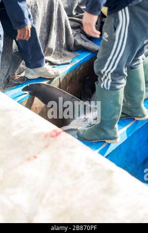 Fishermen catching shark covered in blood, Essaouira, Morocco Stock ...
