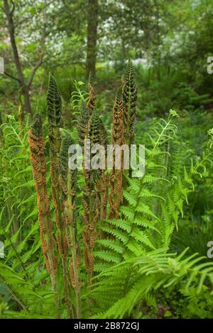 Cinnamon Fern growing in a field Stock Photo - Alamy
