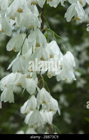 Two-Wing Silverbell in a garden Stock Photo - Alamy
