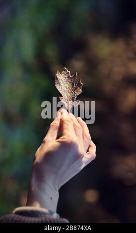 hand picking up frozen leaf Stock Photo - Alamy