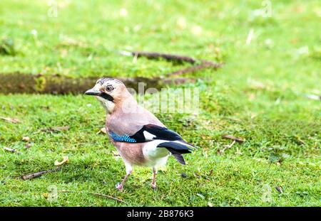 A jay walking around seeking food, Garrulus glandarius, in a country ...