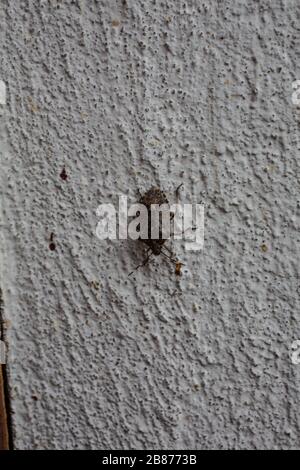 Scabby tree bug on house wall Stock Photo - Alamy