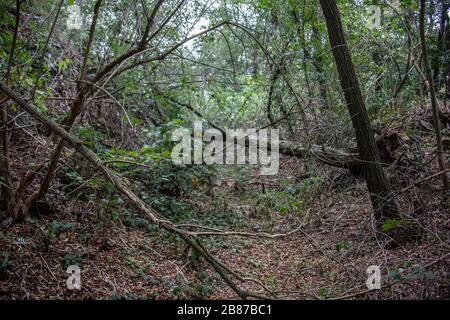 Forest and landscape around Frankenstein Castle Stock Photo - Alamy
