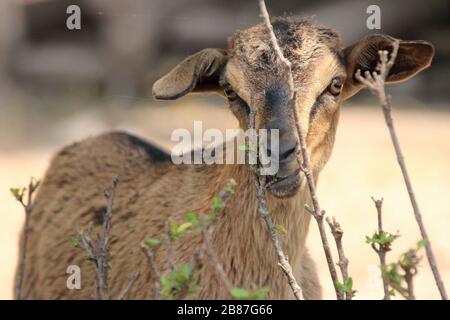 baby goat in laos Stock Photo - Alamy