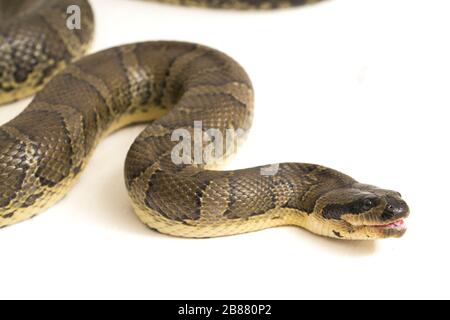 Common puff-faced water snake (Homalopsis buccata), banded water snake ...