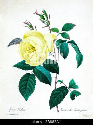 Rosa Indica. Rose flower illustration. Antique Botanical art by Pierre ...
