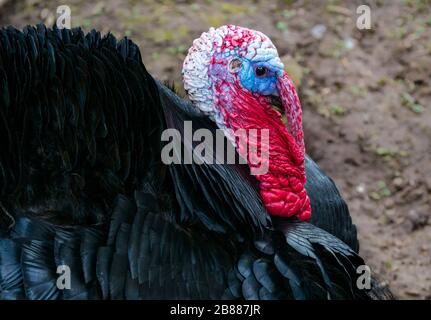 Male domestic common turkey (Meleagris gallopavo) with fluffed up ...