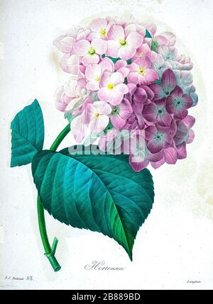 Hand-painted illustration of hydrangea petals on a white background ...