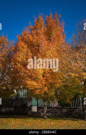 Montpellier maple (Acer monspessulanum) in autumn colour. Mont Ventoux ...