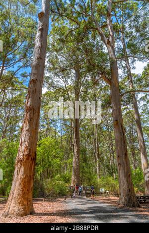 Pemberton Western Australia Karri Eucalyptus Gloucester Tree Warren ...
