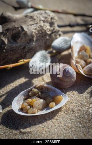 Macro photo of marine fossils such as shells on the sand on sunny ...