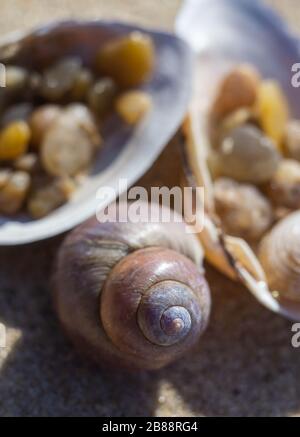 Macro photo of marine fossils such as shells on the sand on sunny ...