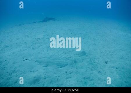 Critically edangered Angelshark hiding under the sand underwater in ...