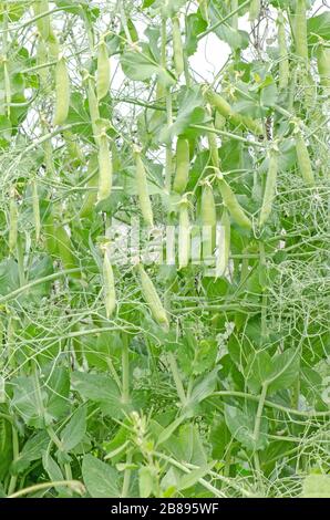 Young pea pods on a stalk. Growing legumes in the beds Stock Photo - Alamy