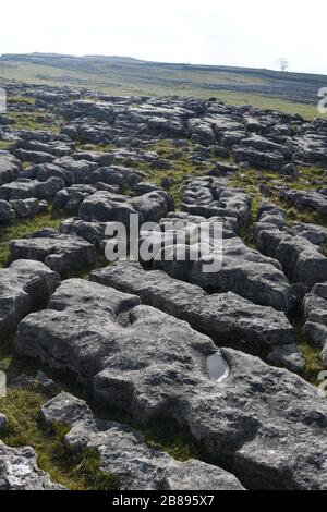 Clints (blocks) and Grykes (gaps) of limestone pavement. This is ...