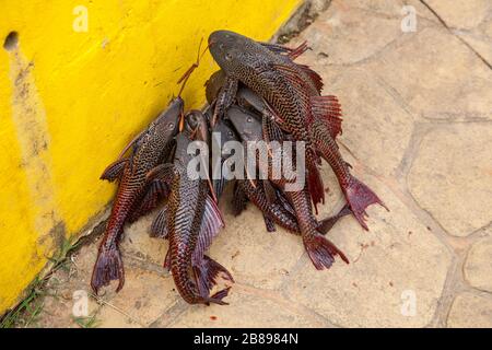 Fisherman catch of cuchas, a prehistoric catfish, Puerto Nariña ...