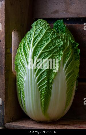 fresh green Napa cabbage isolated on white background Stock Photo - Alamy