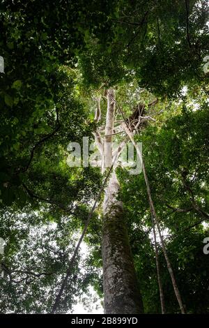 Giant Oje tree in the Amazon rain forest. Peru, South America Stock ...