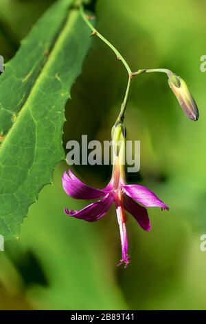 Purple lettuce flowers (Prenanthes purpurea) in alpine woodland, late ...