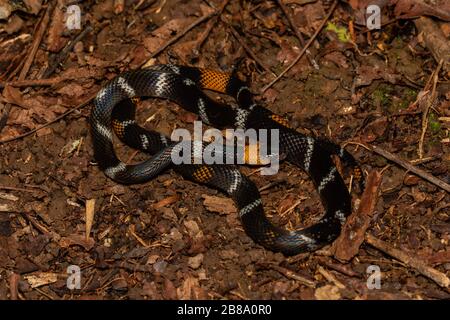 Black-headed Calico Snake (Oxyrhopus vanidicus) from the Peruvian ...