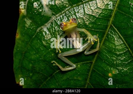 Polka-dot Treefrog (Boana punctata) from the Peruvian Amazon Stock ...