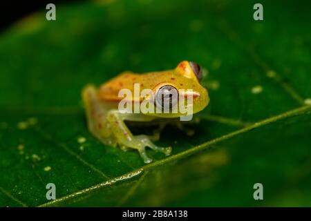 Polka-dot Treefrog (Boana punctata) from the Peruvian Amazon Stock ...