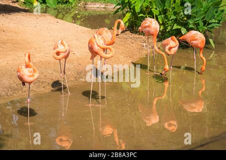 Group of pink flamingos standing at pond in summer Stock Photo - Alamy