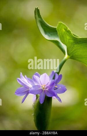 Water hyacinth flower Stock Photo - Alamy