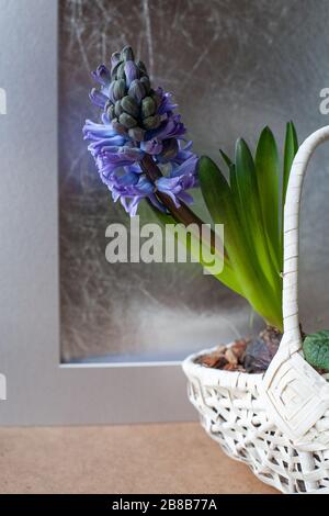Seedlings of hyacinth flowers, copy space for text. Sale of indoor ...
