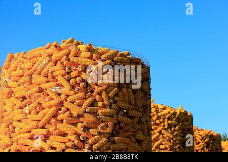 The corn crop, stacked together Stock Photo - Alamy