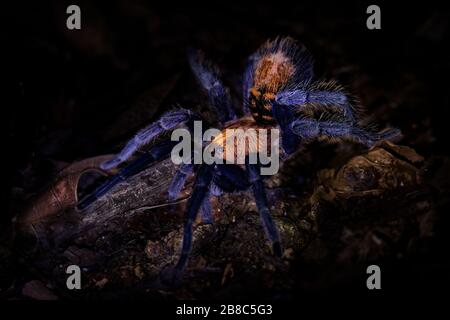 Costa Rican Suntiger Tarantula - Davus ruficeps is a species of spiders ...