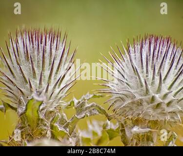 Cobweb thistle (Cirsium occidentale), Los Angeles, CA Stock Photo - Alamy