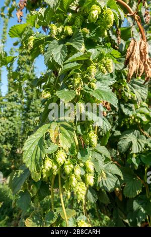 Lines of hops plants (Humulus lupulus) growing on string trellises in ...