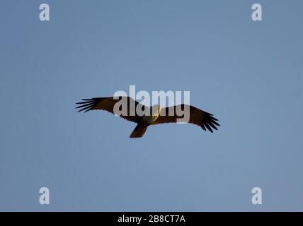 India, Goa, Mormugao - January 2 2020 - A hawk in the sky Stock Photo ...
