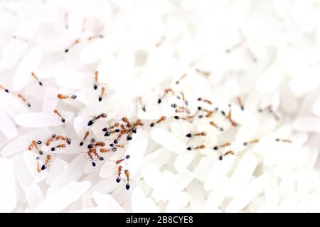 ant, ants on rice, swarm small red ants in rice seed white (selective ...
