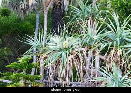 Pandanus tree with nut in New Caledonia Stock Photo - Alamy