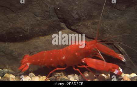 Alpheus bisincisus, the flathead snapping shrimp or red snapping shrimp ...