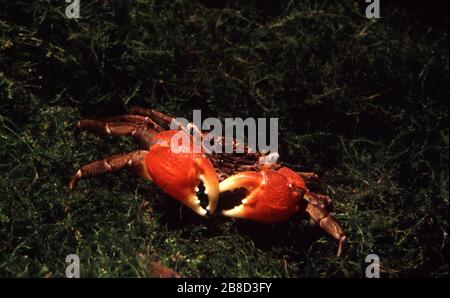 Singapore Vinegar Crab - Episesarma singaporense, beautiful red legged ...
