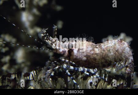 Male Coral Marble Shrimp, Saron neglectus, showing distinctive ...