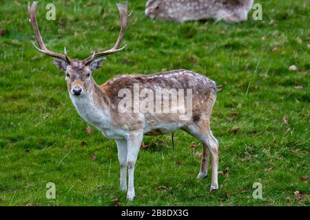 Milnthorpe, Cumbria, United Kingdom. Fallow Deer in Dallam Tower Deer ...