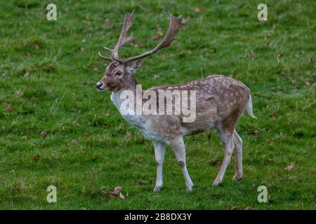 Milnthorpe, Cumbria, United Kingdom. Fallow Deer in Dallam Tower Deer ...