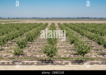 Pistachio orchard - Central California USA Stock Photo - Alamy