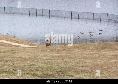 Oxyz enjoy grazing and roaming across the grassy fields in a local zoo ...