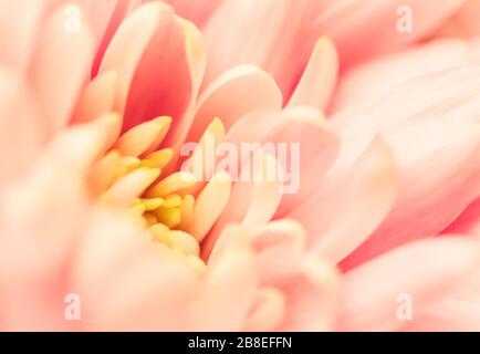 Abstract floral background, pink chrysanthemum flower. Macro flowers ...
