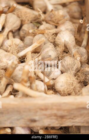 Ripe aromatic garlic heap for cooking Stock Photo - Alamy