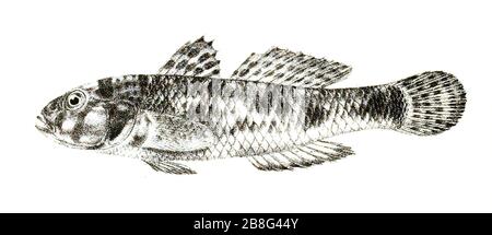 Gobius criniger Ford 62 Stock Photo - Alamy